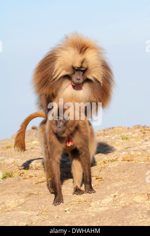 Mating Gelada baboons ( Theropithecus gelada ) , Simien Mountains ...