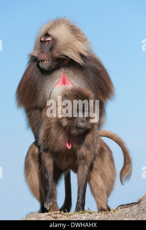Mating Gelada baboons (Theropithecus Gelada), Simien Mountains Stock ...