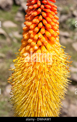 A vertical shot of a red hot poker blossoming in the garden Stock Photo ...