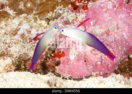 Purple fire-goby, Nemateleotris decora, Maldives, Indian Ocean Stock ...