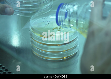 Adding agar fluid from bottle to test tubes in laboratory Stock Photo ...