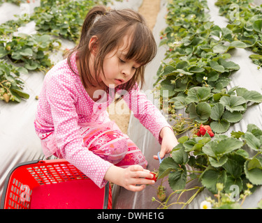Asian girl happily picking strawberries at strawberry patch Stock Photo ...