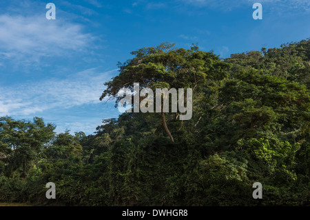 Caratinga Atlantic Forest Stock Photo - Alamy
