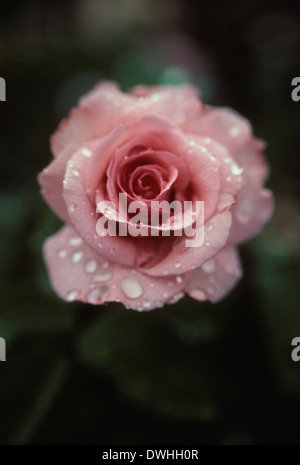 Raindrops on Rose flower and leaves in a garden Japan Stock Photo - Alamy