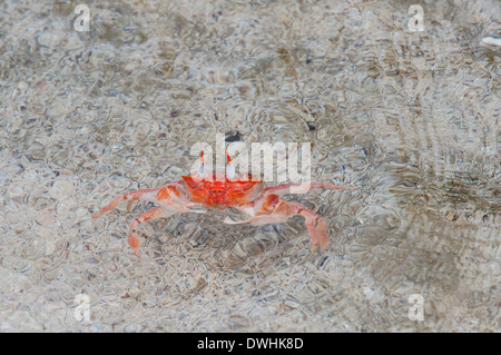 Swimming crab, Swimming crabs, Other animals, Crabs, Crustaceans ...