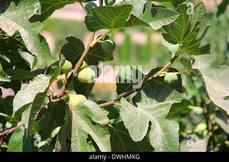 Green figs on the graden tree close up Stock Photo - Alamy