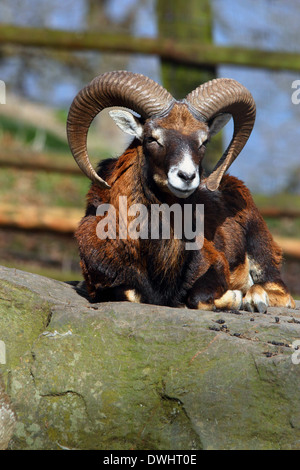 european mouflon on a rock Stock Photo - Alamy