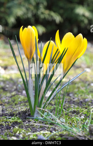 Close up of yellow crocuses crocus flowers flowering in springtime ...