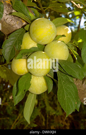 Plums tree - fruits, Brenes, Seville-province, Region of Andalusia ...