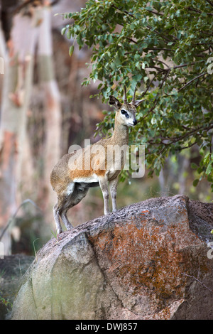 Steenbok, Raphicerus campestris,in the Etosha National Park, Namibia ...