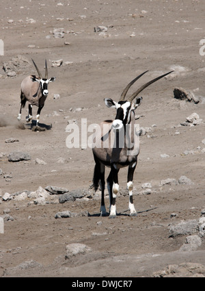 Gemsbok (oryx Gazella) in Etosha National Park, Namibia Stock Photo - Alamy