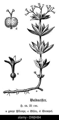 Botanical drawing of woodruff Stock Photo - Alamy