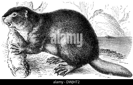 Beaver or rodent vintage engraving. Old engraved illustration of a ...