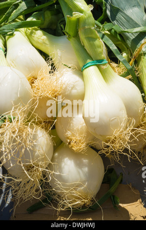 Full frame take of scallions on display at a street market stall Stock ...