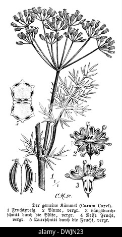Botanical drawing of caraway Stock Photo - Alamy