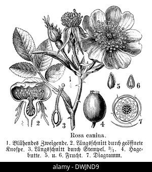Dog rose (Rosa canina) botanical drawing. Watercolor on paper Stock ...