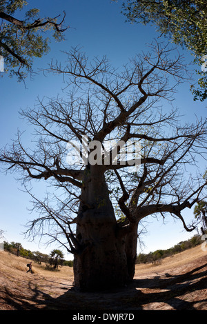 Baobab tree, Adansonia digitata, in a Masai Mara Landscape in Kenya ...