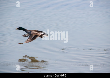 ducks flying landing Stock Photo - Alamy