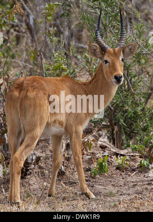 Male of Puku (Kobus vardonii), African antelope, in Busanga Plains ...