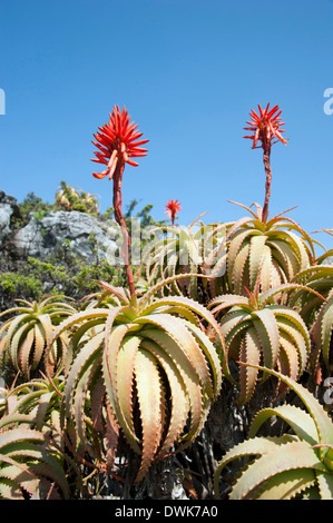 Spiny Aloe (Aloe africana), South Africa Stock Photo - Alamy