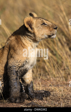 Lion Cub Profile Stock Photo - Alamy