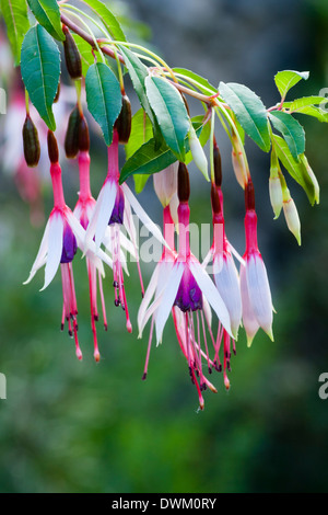 Fuchsia magellanica Lady Bacon, hardy, fuchsia, fuchsias, shrub, shrubs ...