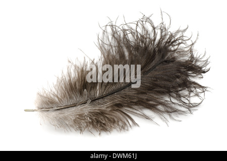 Close up of a white and grey Ostrich Head with large black eyes Stock ...
