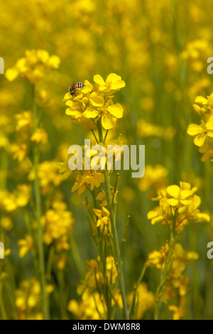 Bee on field mustard Stock Photo - Alamy