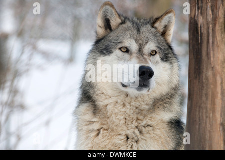 North American timber wolf (Canis lupus) in forest, Wolf Science Centre ...
