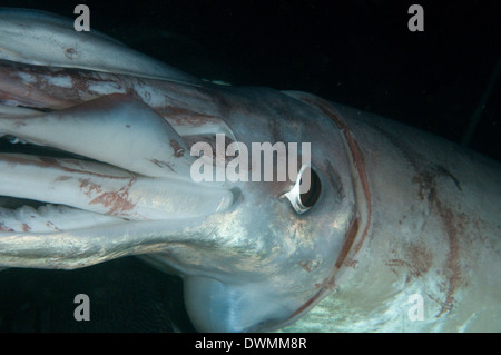 Humboldt (Jumbo) squid (Dosidicus gigas) swimming at night, Gulf of ...