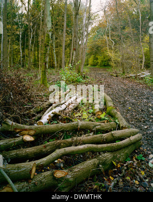 Gamlingay Wood Cambridgeshire England UK Stock Photo - Alamy