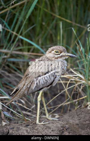 Water Thickknee (Water Dikkop) (Burhinus vermiculatus), Kruger National ...