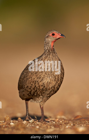 Red-Necked Spurfowl (Red-Necked Francolin) (Pternistes afer) hen and ...