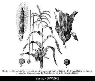 Zea mays corn Stock Photo - Alamy