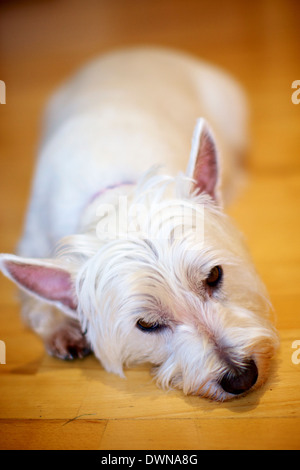 West Yorkshire Terrier bread of dog having a relaxing wait for their ...