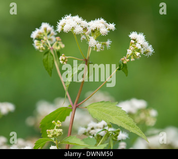 White flowers of white snakeroot , Compositae, Eupatorium rugosum ...