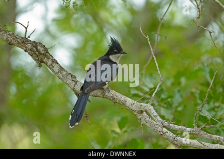 Jacobin Cuckoo (Clamator jacobinus Stock Photo - Alamy