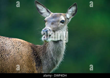 Bactrian or Bukhara deer Cervus elaphus bactrianus grazing Highland ...