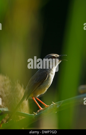 Tawny-flanked Prinia (Prinia subflava) singing from a bush, Limpopo ...