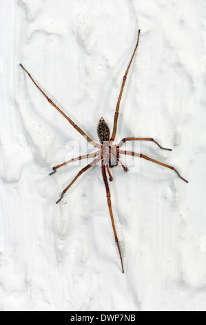 Dust spider or dustbunny spider (Tegenaria atrica), Bergkamen, North ...