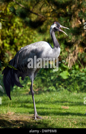 The common crane (Grus grus), also known as the Eurasian crane, is a ...