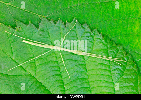 Pink-winged stick insect (Sipyloidea sipylus), occurrence in Southeast ...