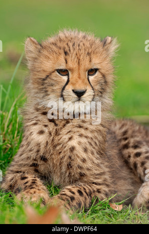 Cheetah, Gepard,Acinonyx jubatus,cub, 9 Month old Stock Photo - Alamy