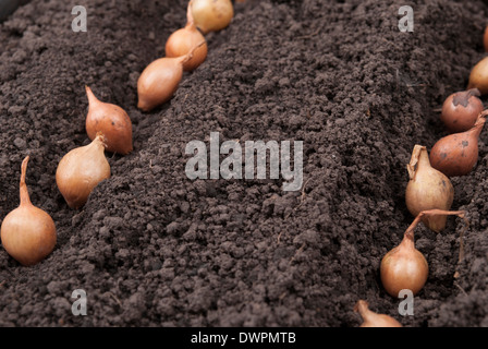 Spring onions in soil Stock Photo - Alamy