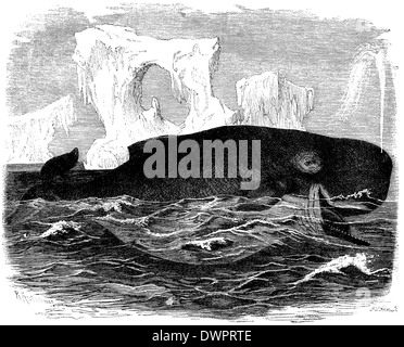 sperm whale or cachalot skull, anonym 1882 Stock Photo - Alamy