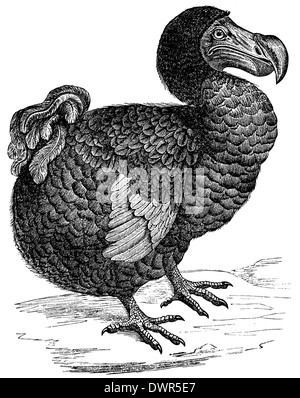 Dodo (Didus ineptus), extinct bird, historical illustration, Meyers ...