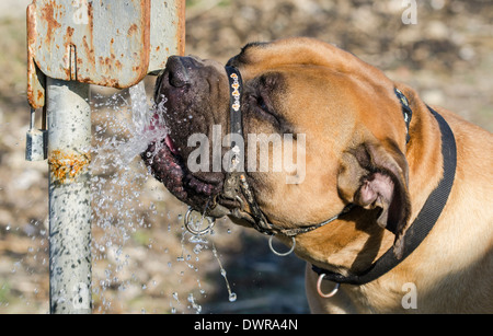 Bulldog drinking and lapping up water from an outside tap, with it's ...