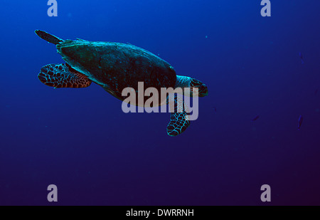 A hawksbill turtle soars in the ocean in Roatan, Honduras Stock Photo ...