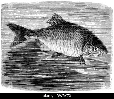 Roach (Rutilus rutilus), drawing Stock Photo - Alamy