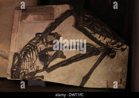 Grant Museum of Zoology London - the Grant Museum of Zoology and ...
